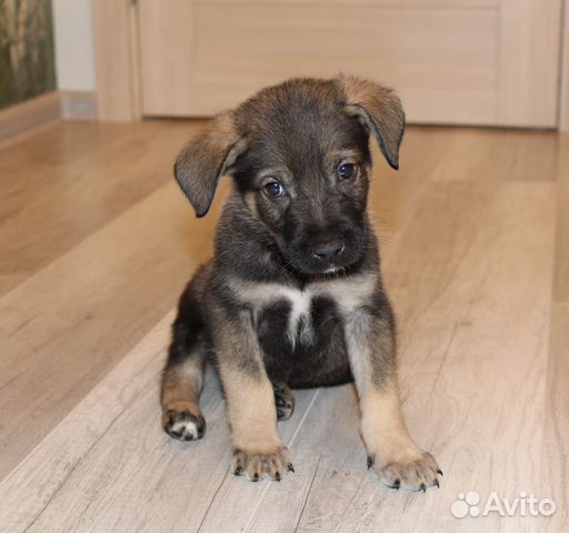 Малыш Нафаня, 1,5 месяца, в дар в семью