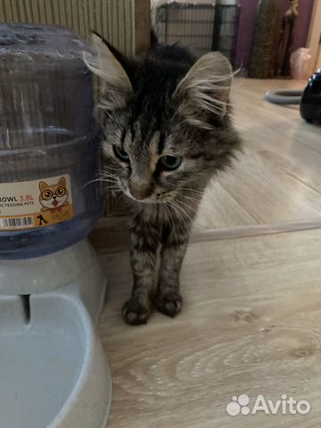 Котик ищет домУмный, Ласковый.к лотку приучен