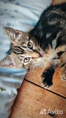 Котики в добрые руки