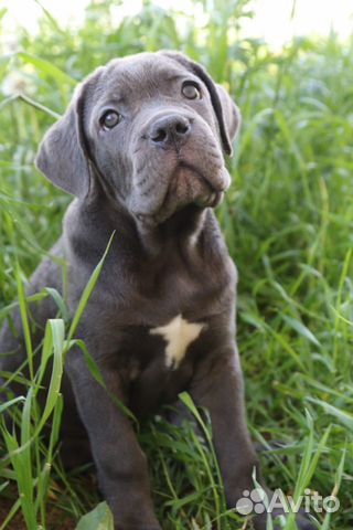 Кане Корсо,девочка