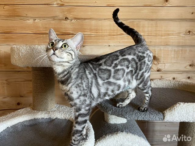 Бенгальская кошка серебро