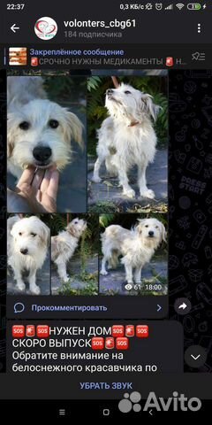 Собака в добрые руки отдам бесплатно