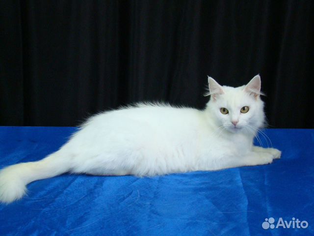 Кошечка Альба ищет дом