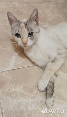 Кошки в добрые руки