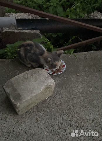 Котёнок