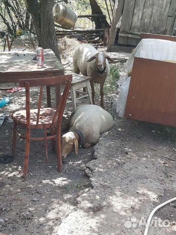 Овцы бараны