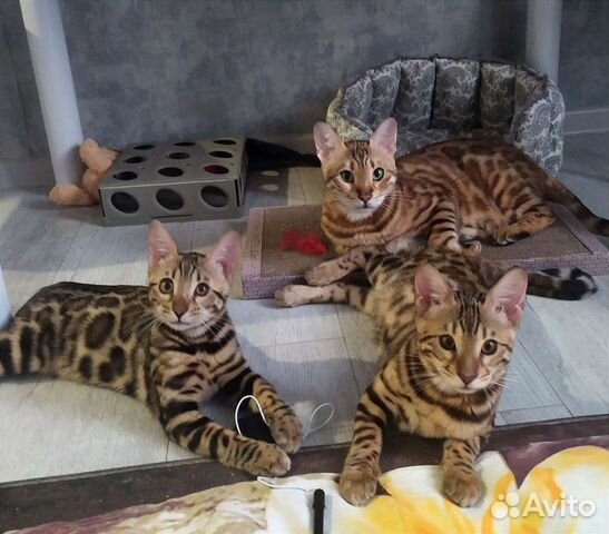 Бенгальские котята
