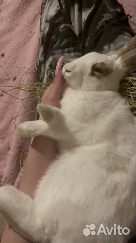 Декоративные кролики