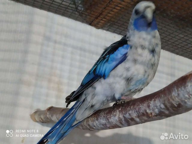 Розелла пинантная