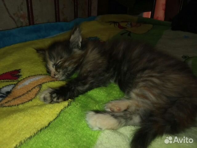 Кошка в дар бесплатно