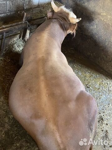 Быки на мясо