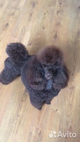 Вязка, кобель коричневого пуделя(мелкая миниатюра)