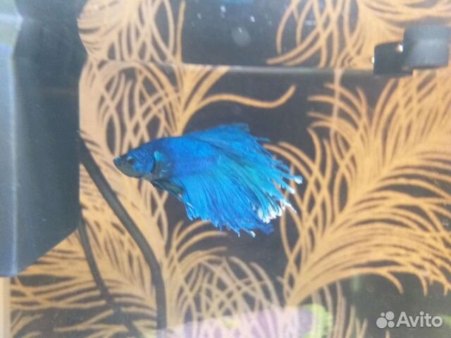 Рыбка петушок