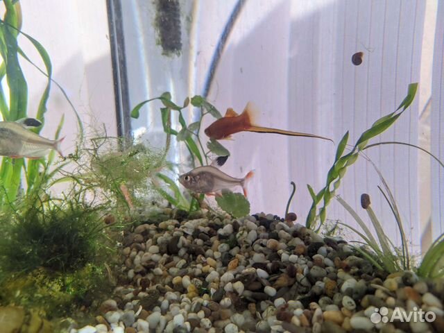 7 рыб. Меченосцы и 4 неизвестные