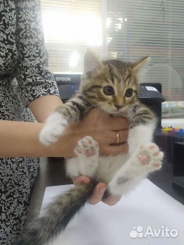 Котенок, мальчик 1,5 - 2 месяца, в добрые руки