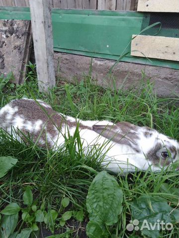 Кролик самец