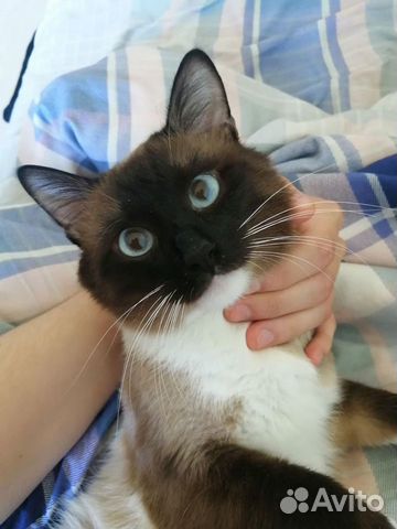 Кот сноу шу на вязку