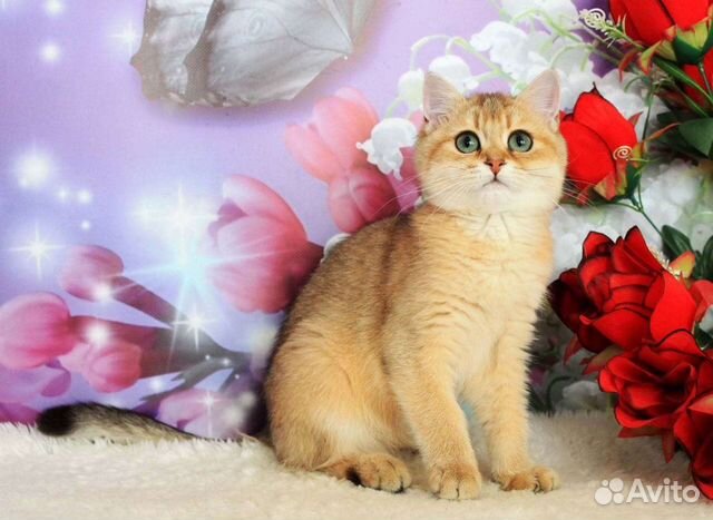 Британская золотая шиншилла