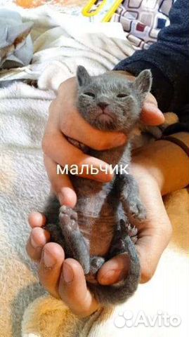 Котенок сфинкс в добрые руки