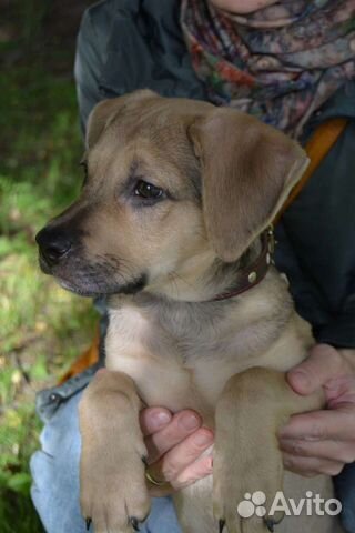 Щенок в добрые руки