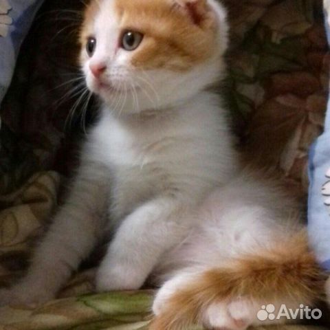 Котенок Марчелло