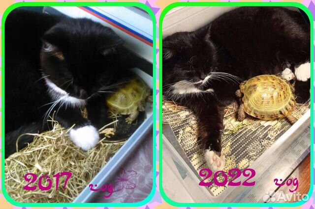 Потерялась кошка