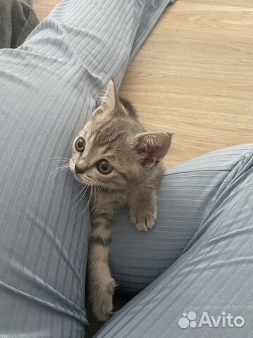 Шотландские котята