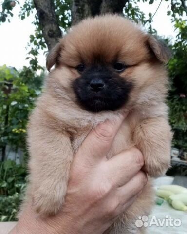 Шпицы девочка и два мальчика