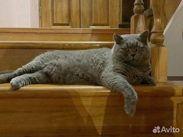 Потерялся кот