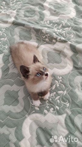 Котенок мальчик ответственным людям