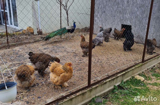 Брама, ухейлюй, орпингтон, кохинхин мраморный