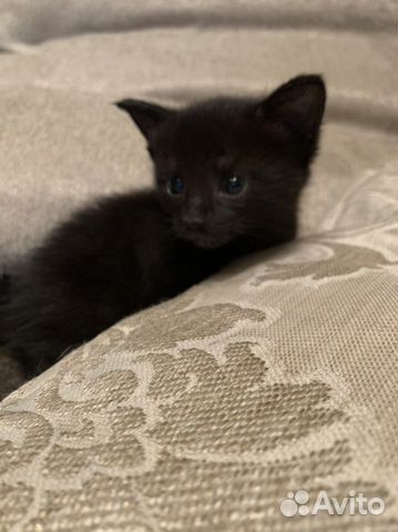 Котята