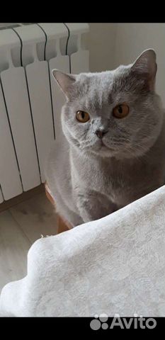 Британская кошечка бесплатно