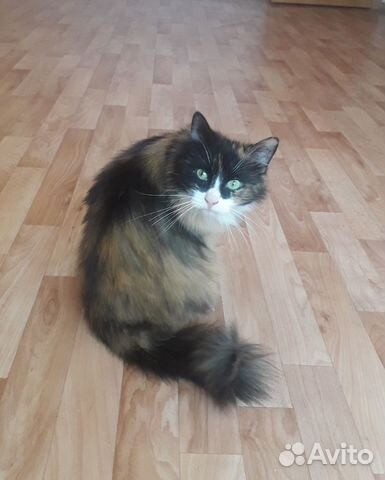 Ласковая домашняя потеряшка ищет дом