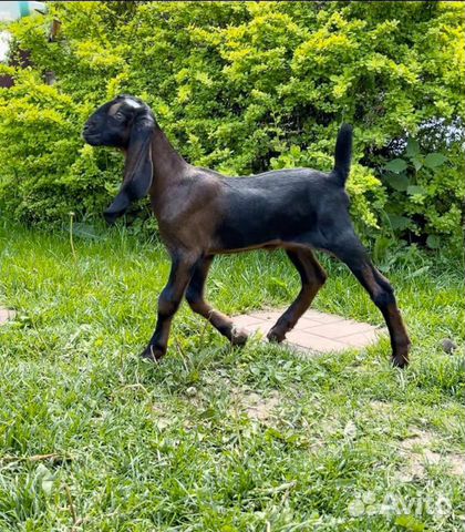 Козочка камори- павлин