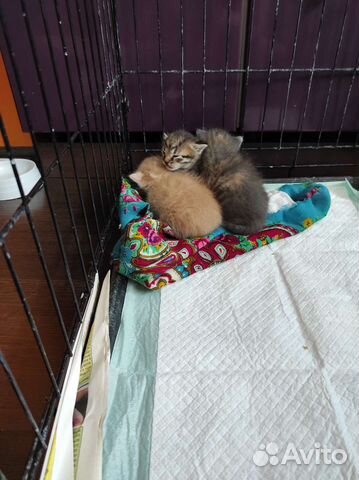 Котята