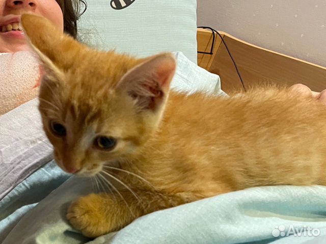 Котенок с улицы, мальчик, 2,5мес