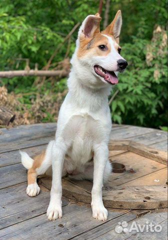 Собака мия 8 мес