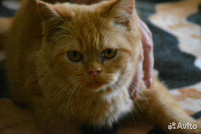 Персидский