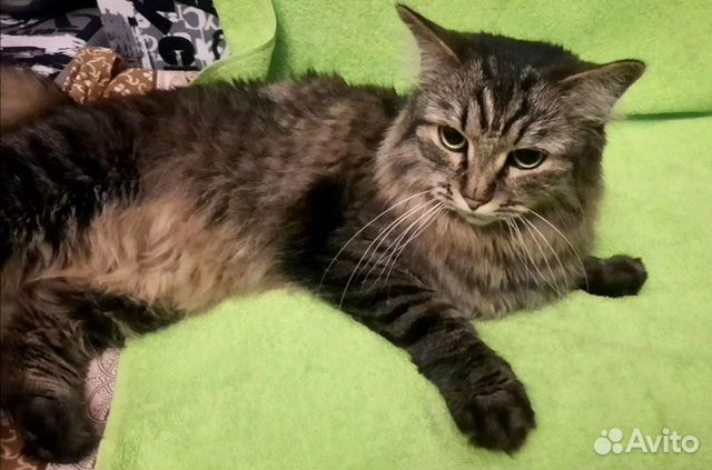 Котик в добрые руки