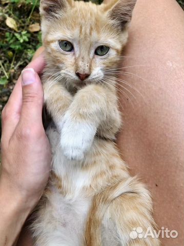 Рыжий котенок в добрые руки привезу