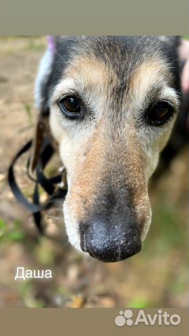 Собачка старенькая из приюта