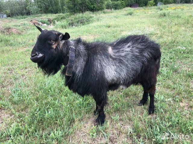 Козел альпийский