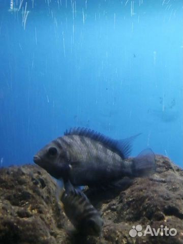 Цихлозома чернополосая