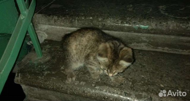 Бездомные котодетки в опасности