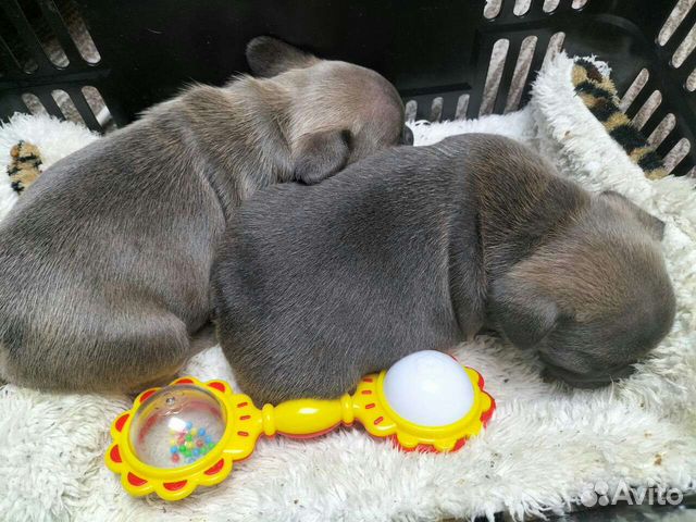 Замечательные девчули