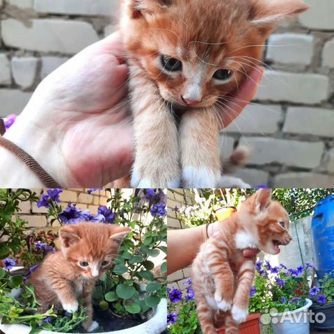 Кошка в дар бесплатно