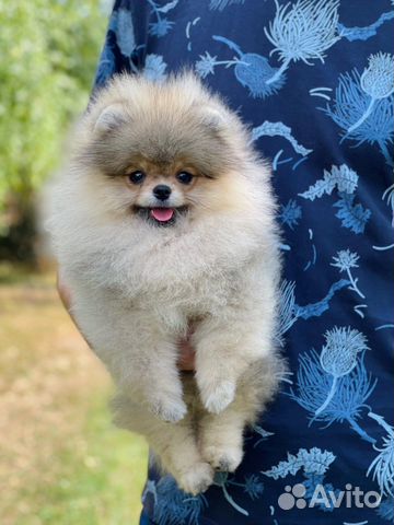 Куколка Дэни Померанский шпиц