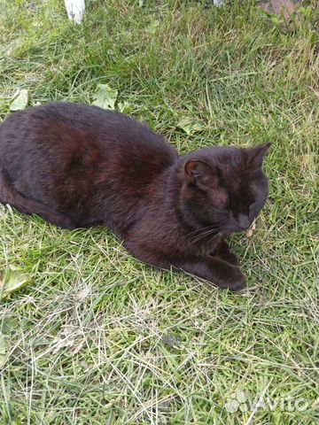 Котята в добрые руки на удачу