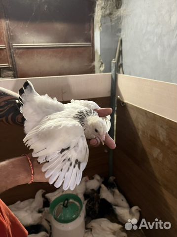 Куры несушки